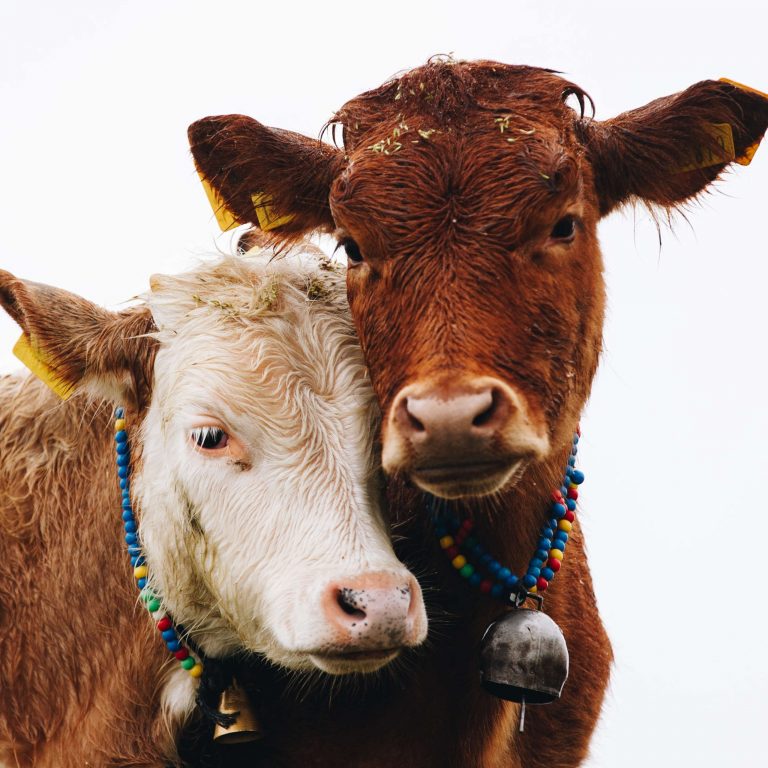 Understanding Irrevocable Beneficiaries | DLegal Law Office